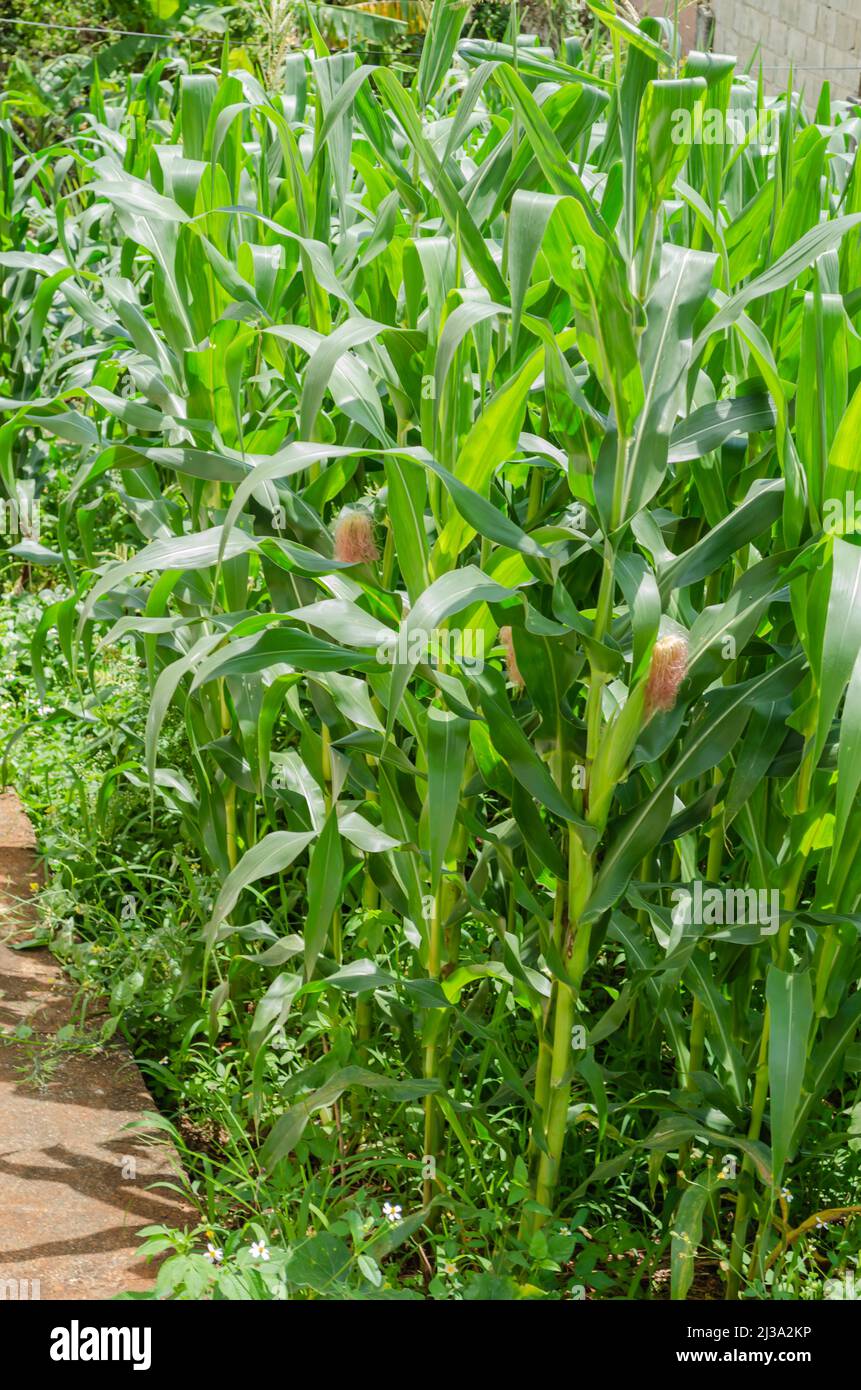 Node crop hi-res stock photography and images - Alamy