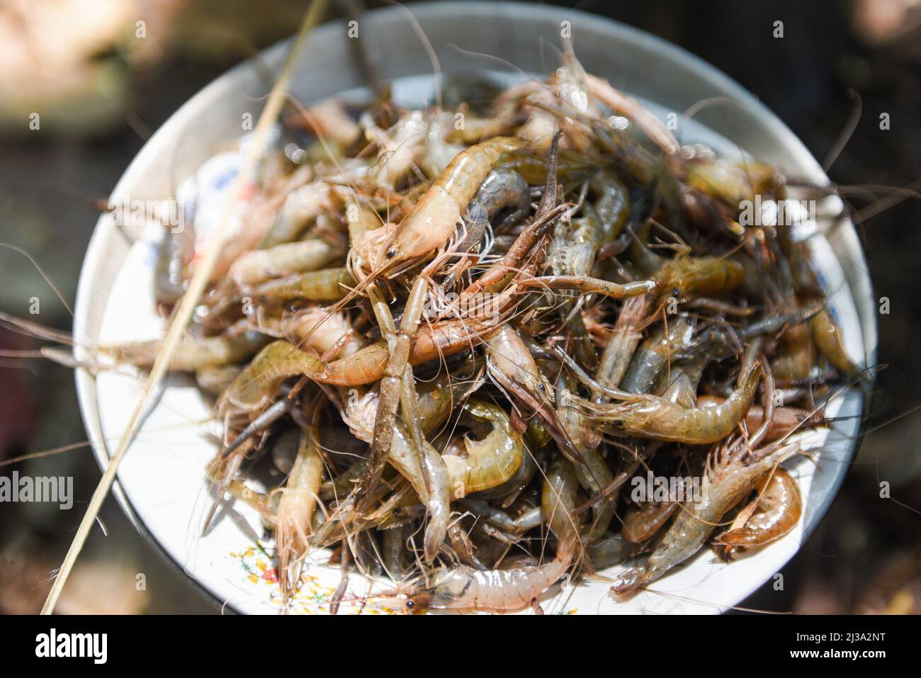 Fresh small river shrimps hi-res stock photography and images - Alamy