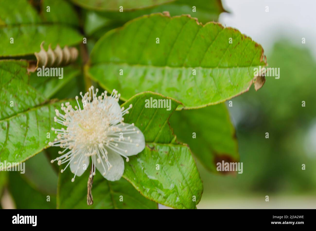 Psidium Guajava Flower (Guava Stock Photo - Alamy