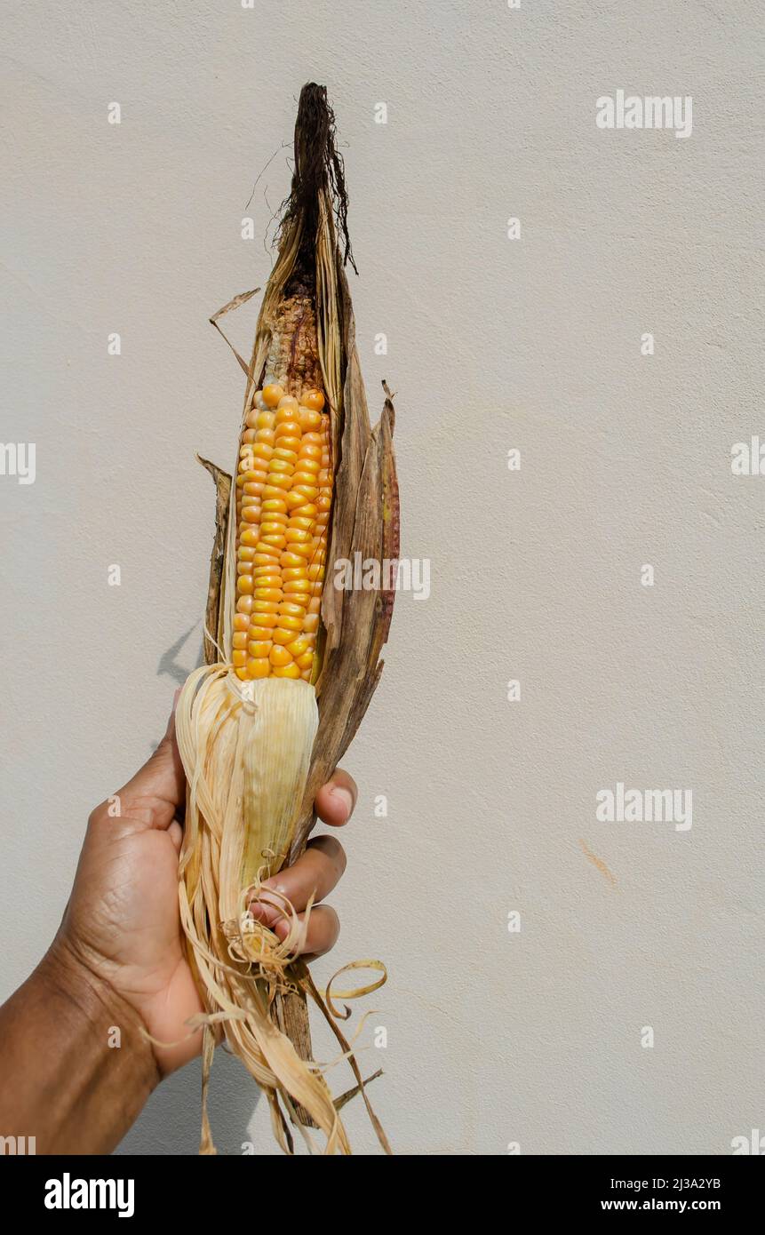 Hand hold sweet corns on hi-res stock photography and images - Alamy