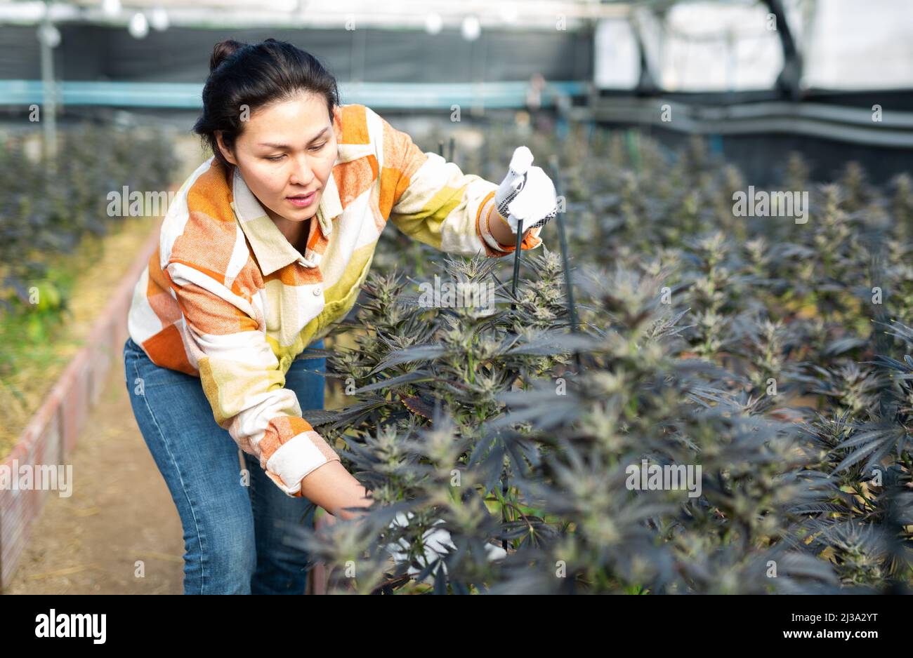 Woman in cannabis plant hi-res stock photography and images - Alamy
