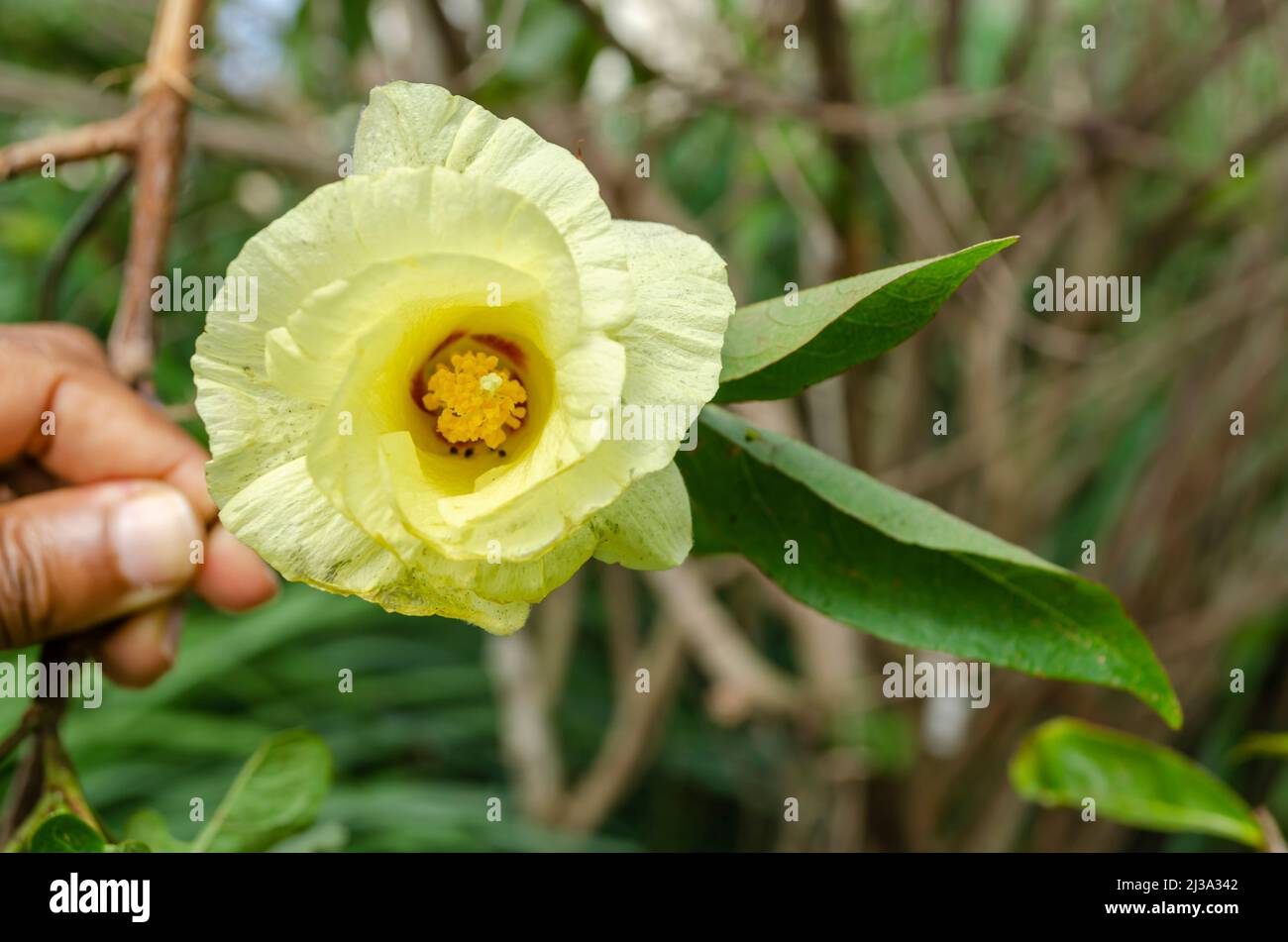 Cotton trees blossom hi-res stock photography and images - Alamy