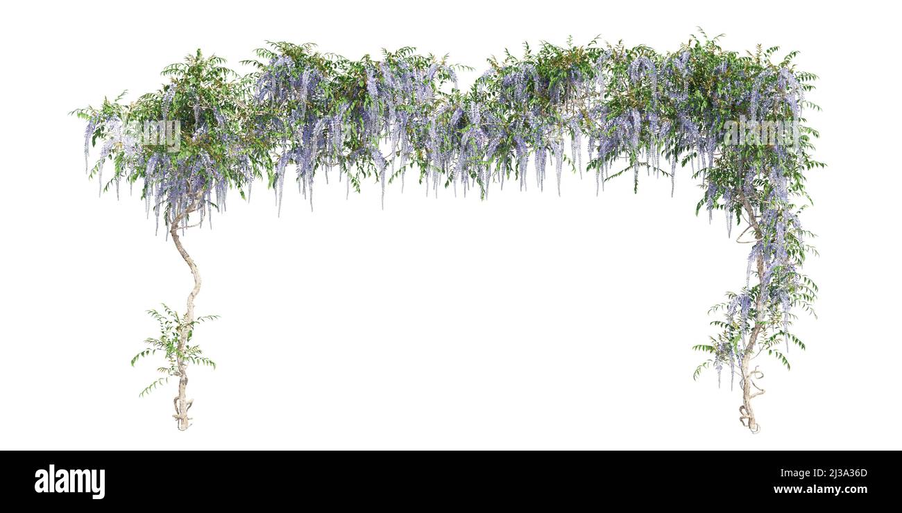 3D illustration climbing plants creepers isolated on white background ...