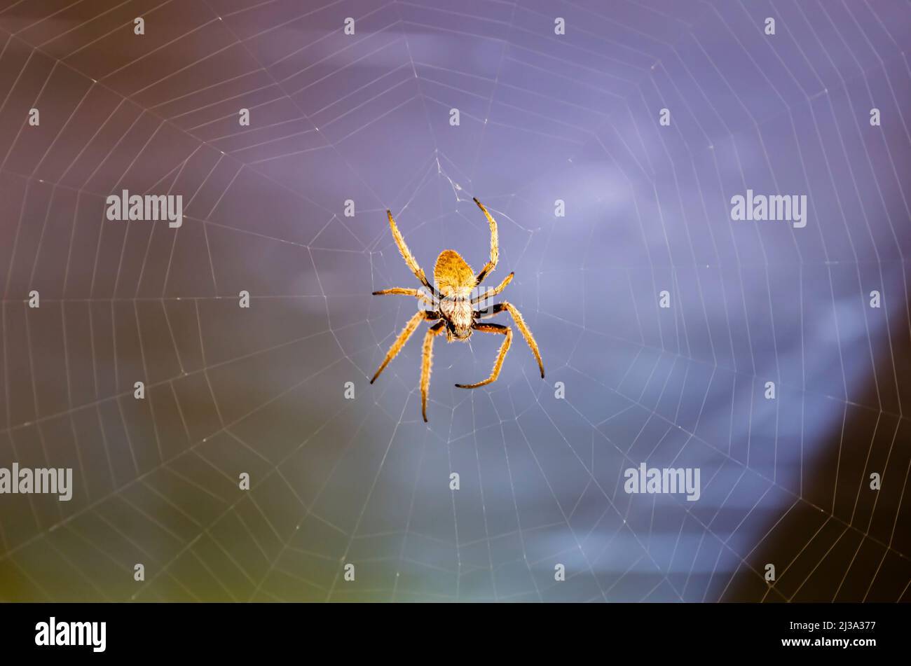 Caribbean spiders hi-res stock photography and images - Alamy