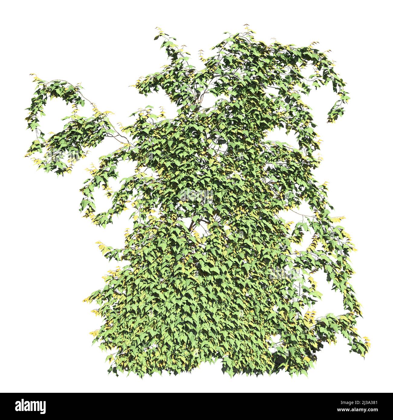 3D illustration climbing plants creepers isolated on white background ...