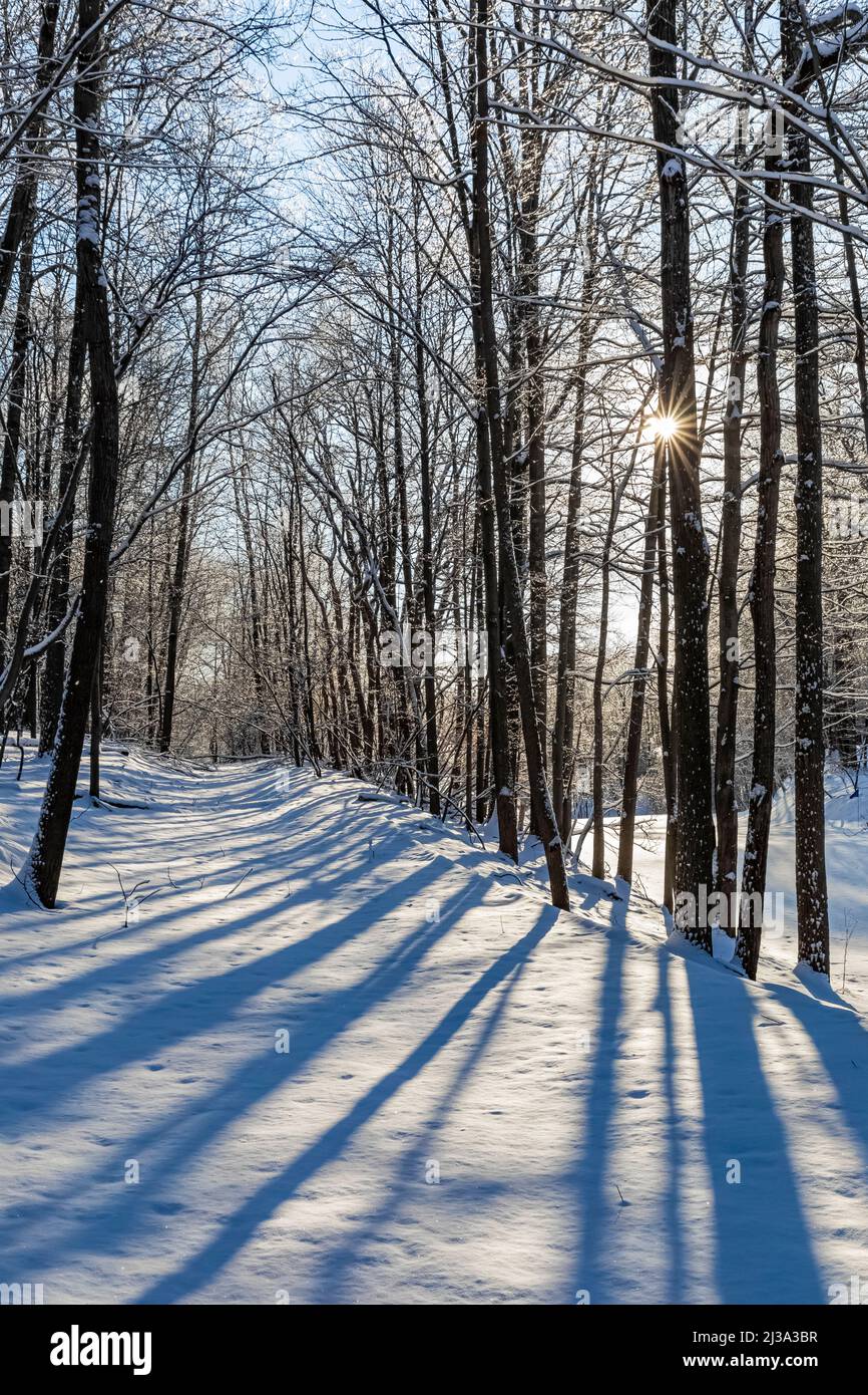 Forest sparkling with ice after a freezing rain in Michigan, USA Stock ...