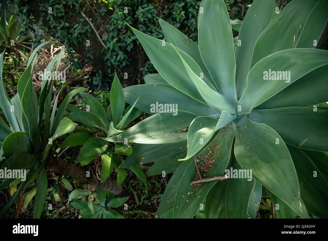 Tropical australian garden hi-res stock photography and images - Alamy