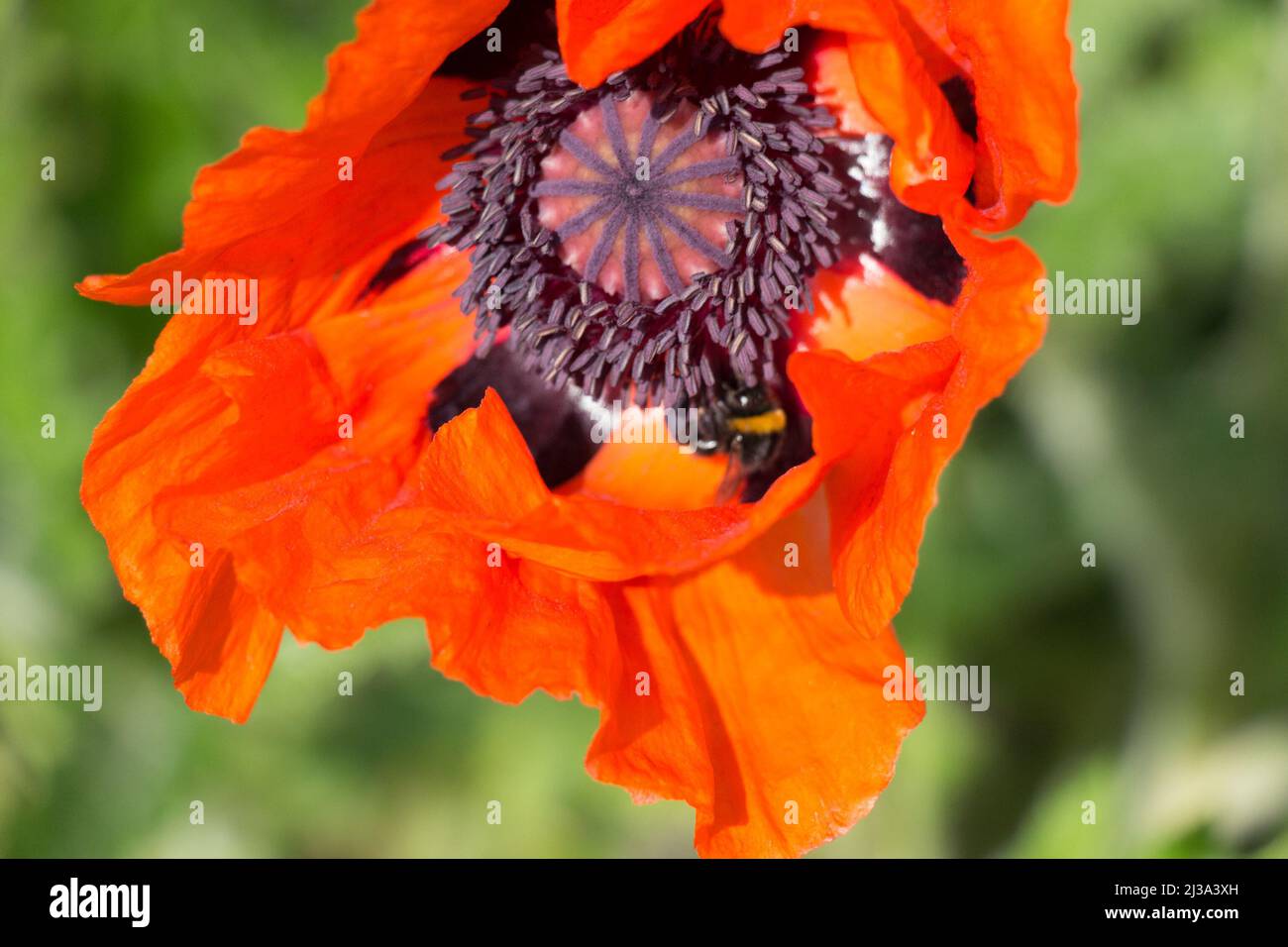 The view of a poppy flower in bloom with blurred green grass on ...