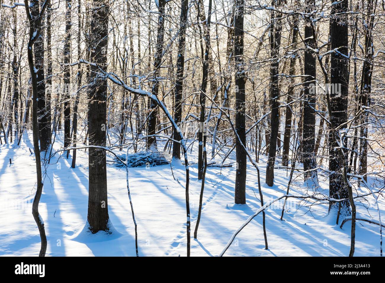 Forest sparkling with ice after a freezing rain in Michigan, USA Stock ...