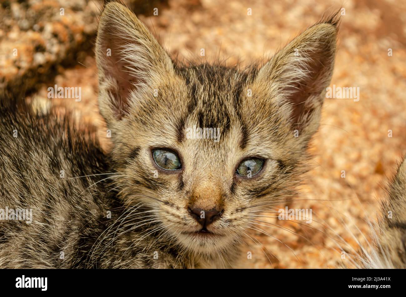 Kitten faces closeup hi-res stock photography and images - Alamy