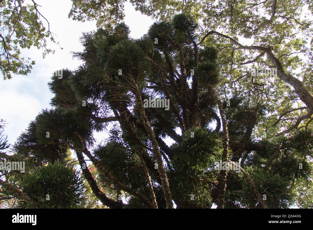 Hoop pine hi-res stock photography and images - Alamy