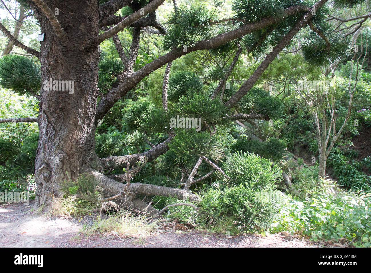 Hoop pine hi-res stock photography and images - Alamy