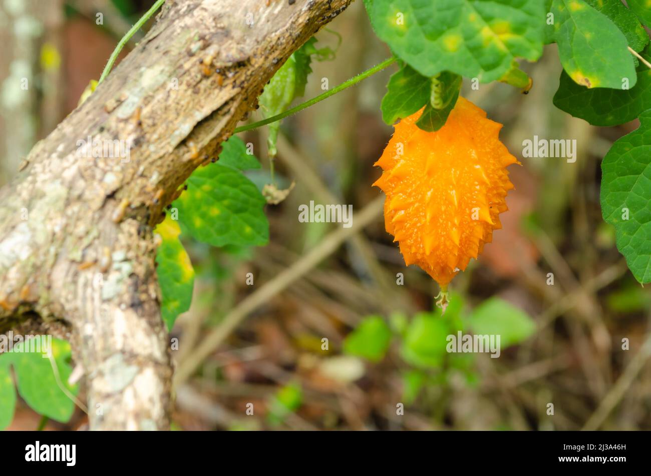 Balsam Pear Hanging From Vine Stock Photo - Alamy