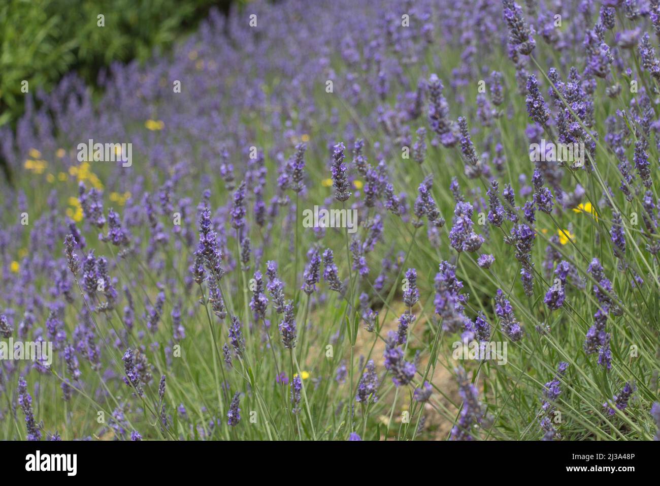 The view of lavender field in bloom, blue flowers background Stock ...