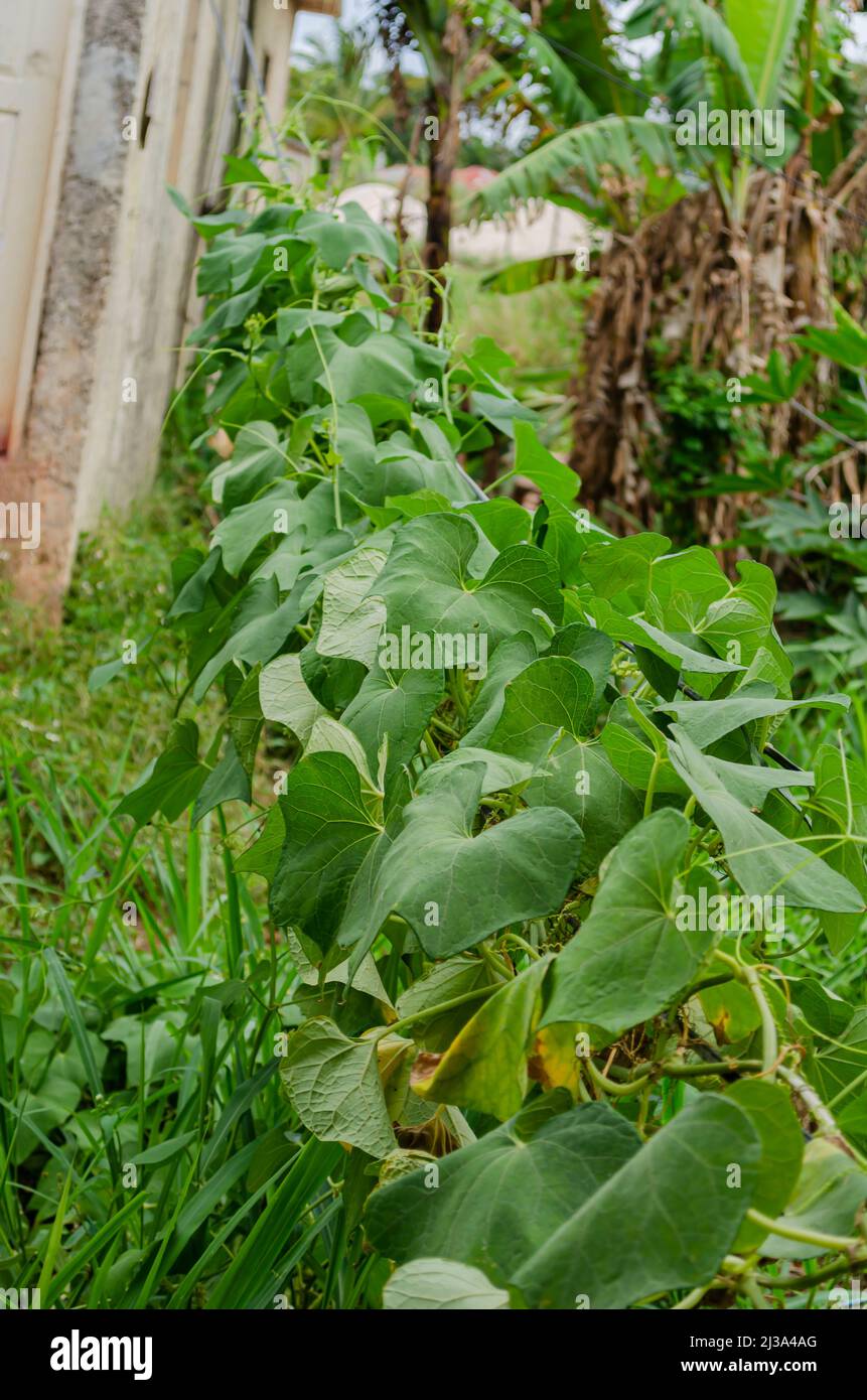 Christophine Plant Growing On Wire Stock Photo - Alamy