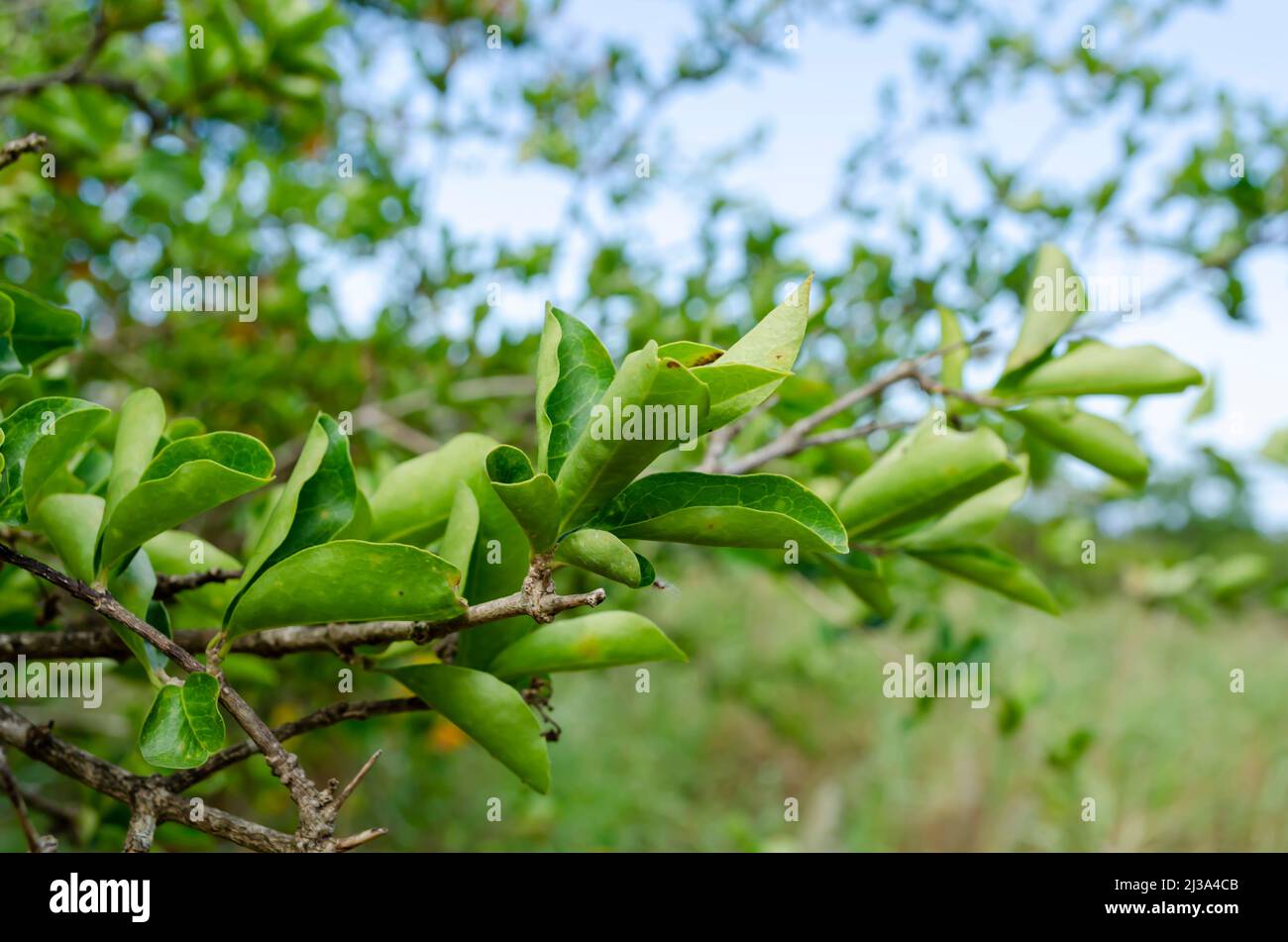 Small, slender, branches of the Acerola Cherry tree with scant green ...