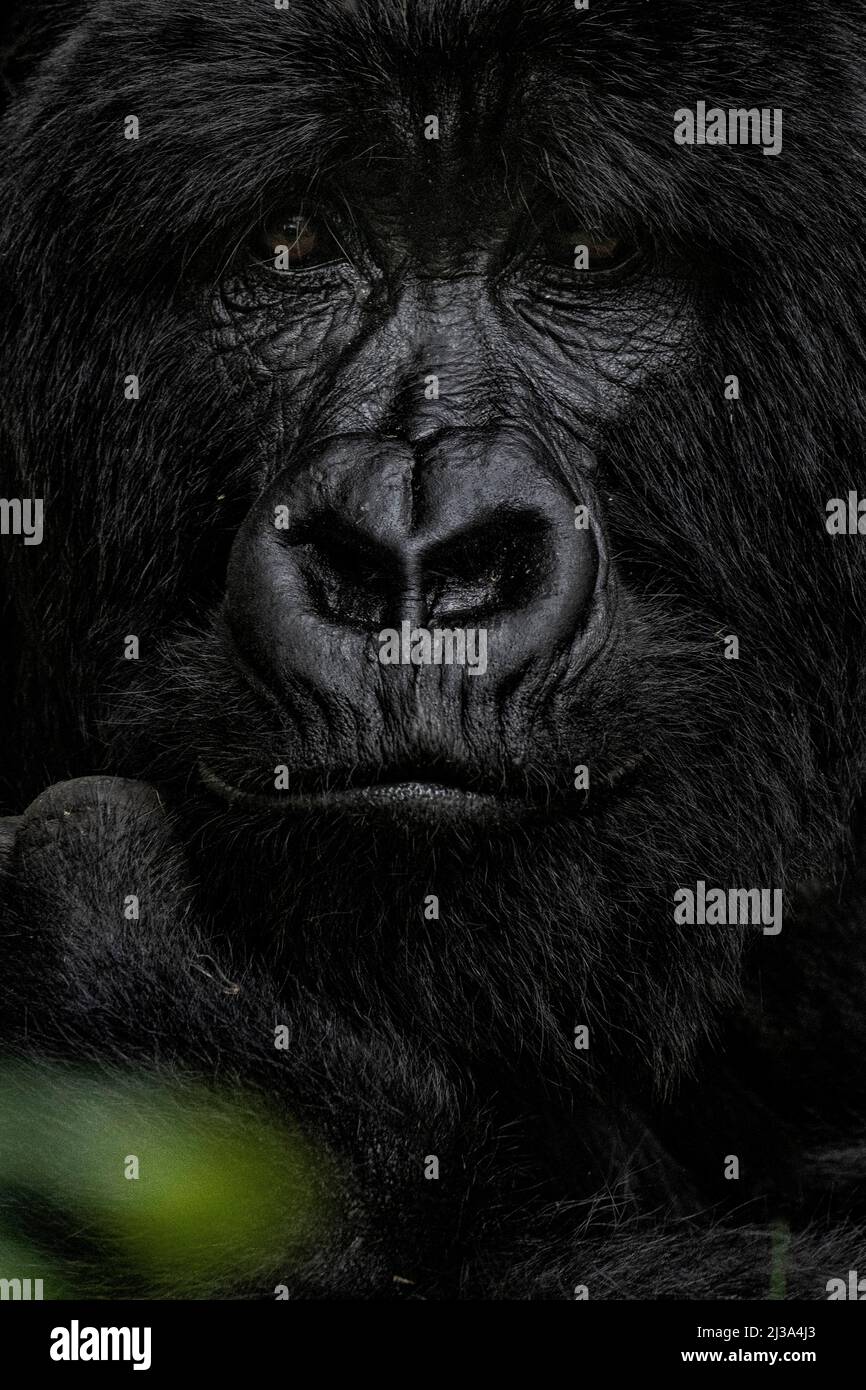 Zrep833 hi-res stock photography and images - Alamy