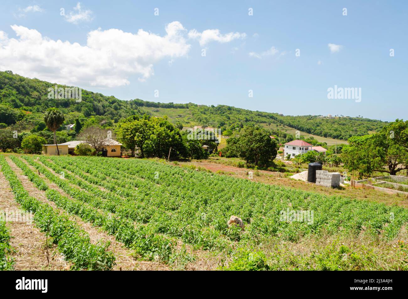 Rural jamaica farm hi-res stock photography and images - Alamy