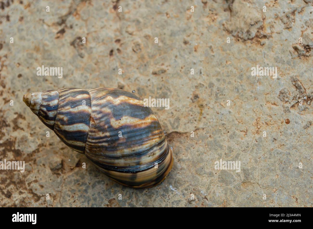 Mollusc long shell on hi-res stock photography and images - Alamy