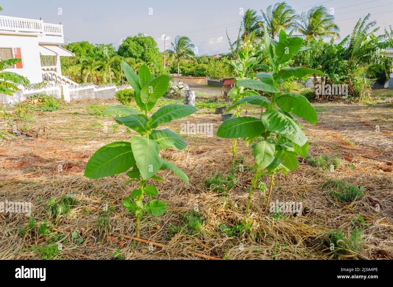 Shrub tobacco hi-res stock photography and images - Alamy