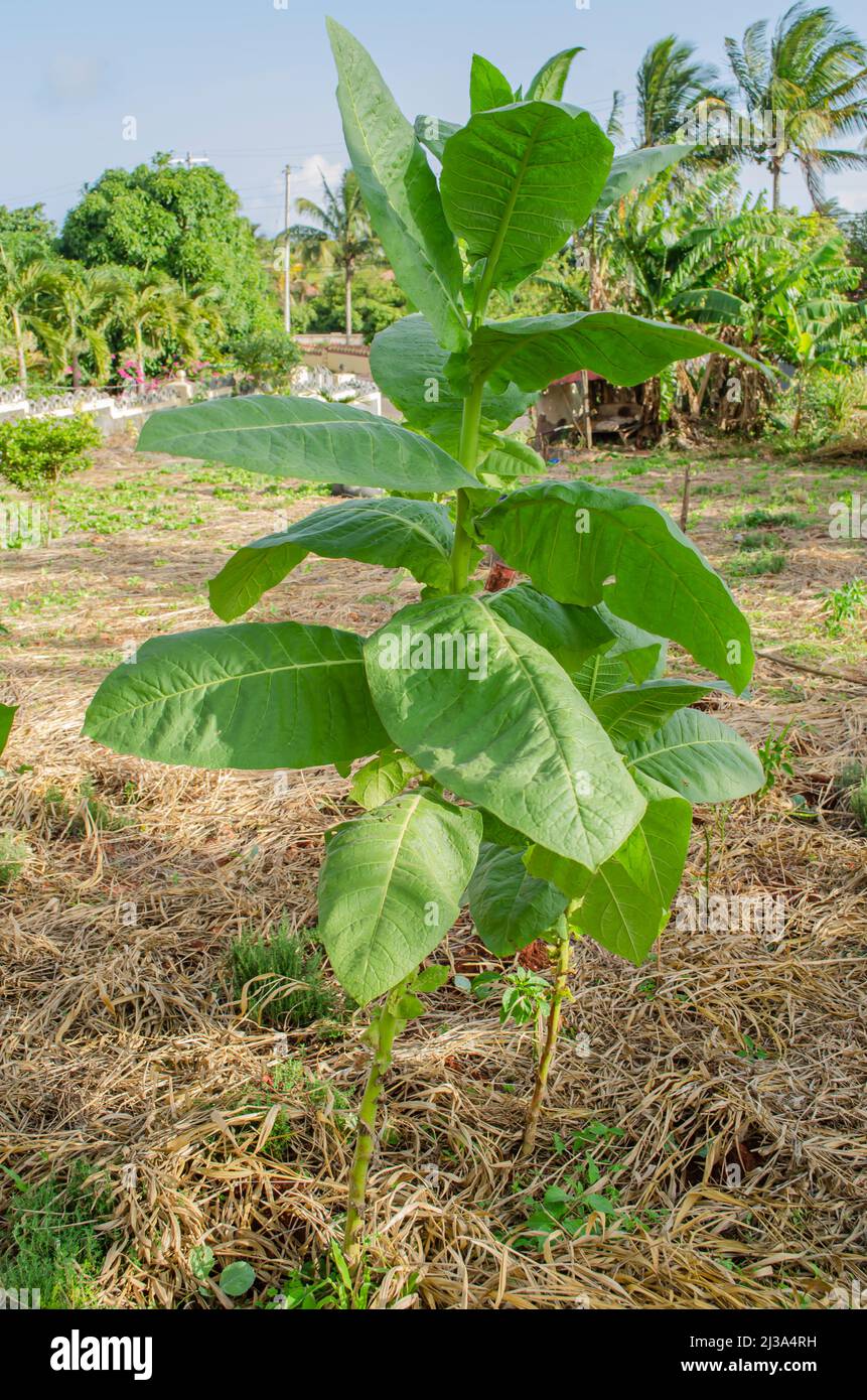 Isolated Tobacco Tree Stock Photo - Alamy