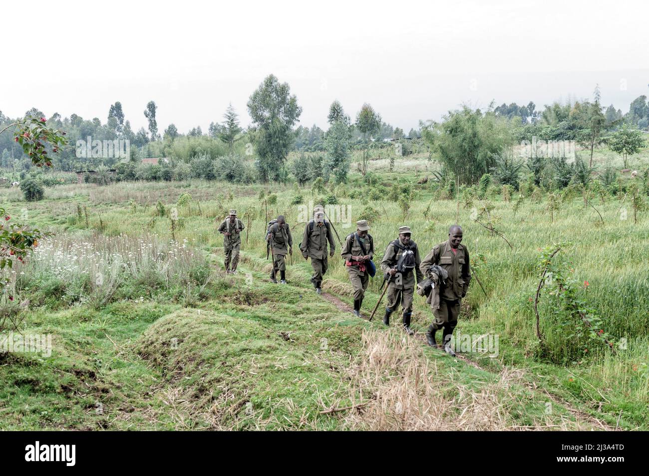 January 12, 2020, Volcanoes National Park, Rwanda: Porters, the men who ...