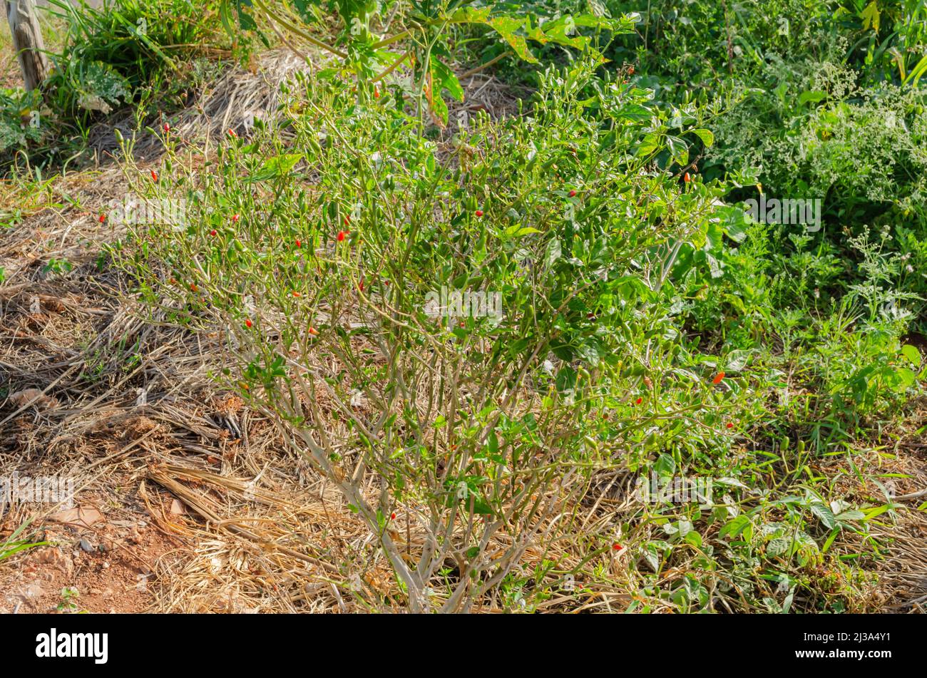 Pequin Tree With Fruits Stock Photo - Alamy