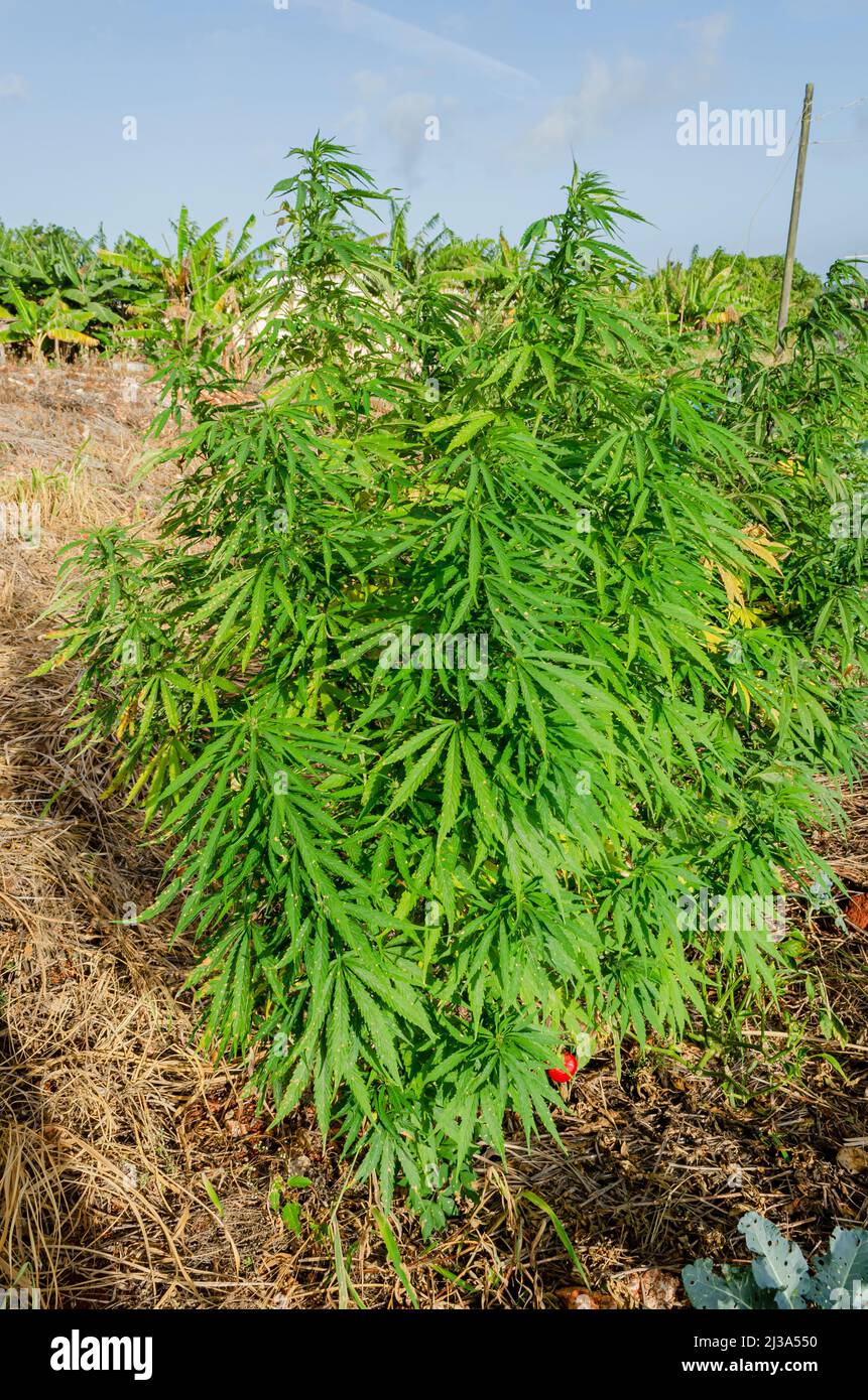 Cannabis indica lam hi-res stock photography and images - Alamy