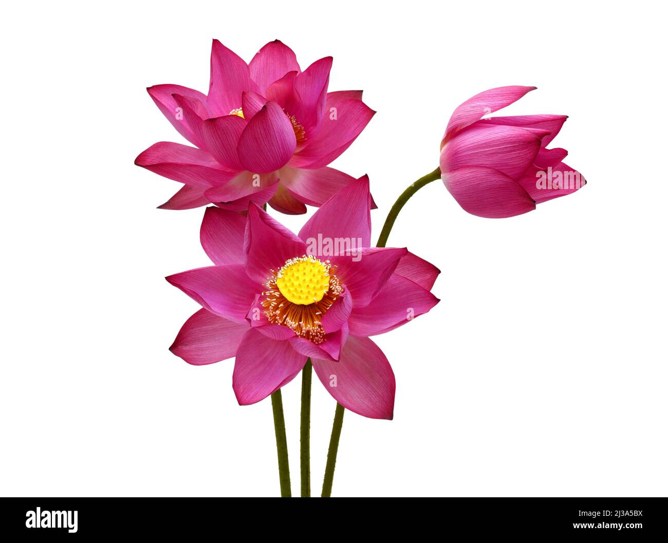 Beautiful pink lotus flower isolated on white background Stock Photo ...