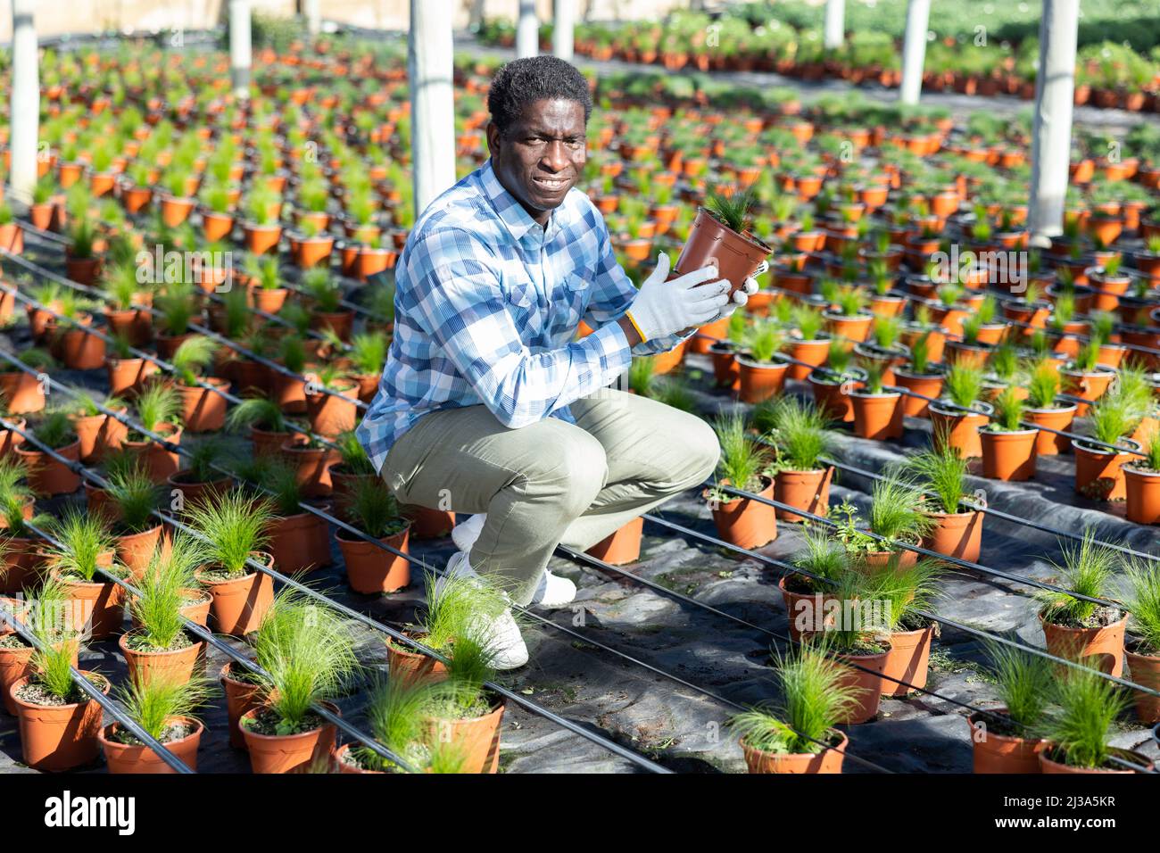 Horticulturist maintaining garden in hothouse Stock Photo - Alamy