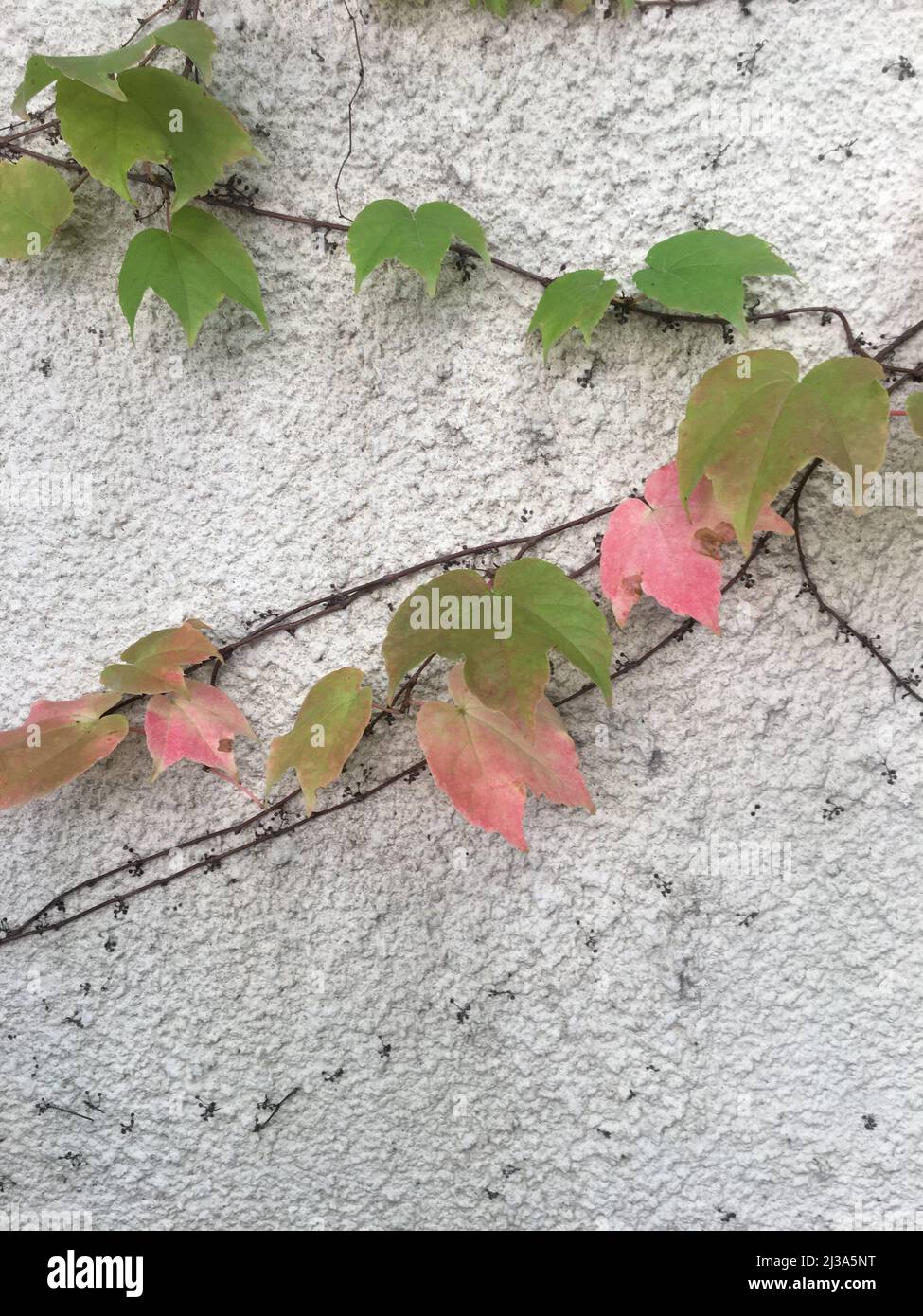 red leaves of a vine on the wall Stock Photo - Alamy