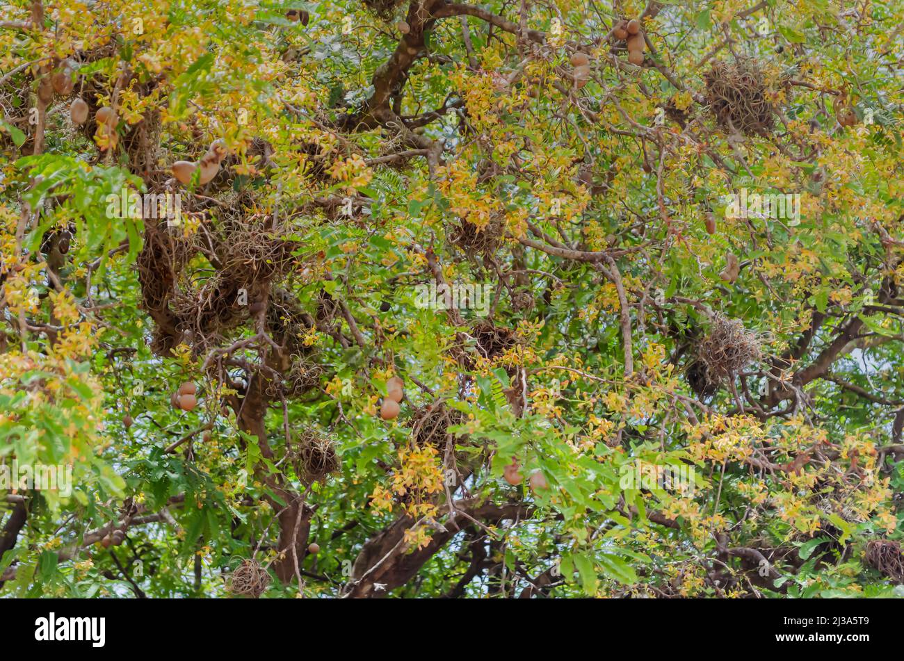 Fruits, Foliage, Blossom And Old Man Bear On Tamarind Tree Stock Photo ...