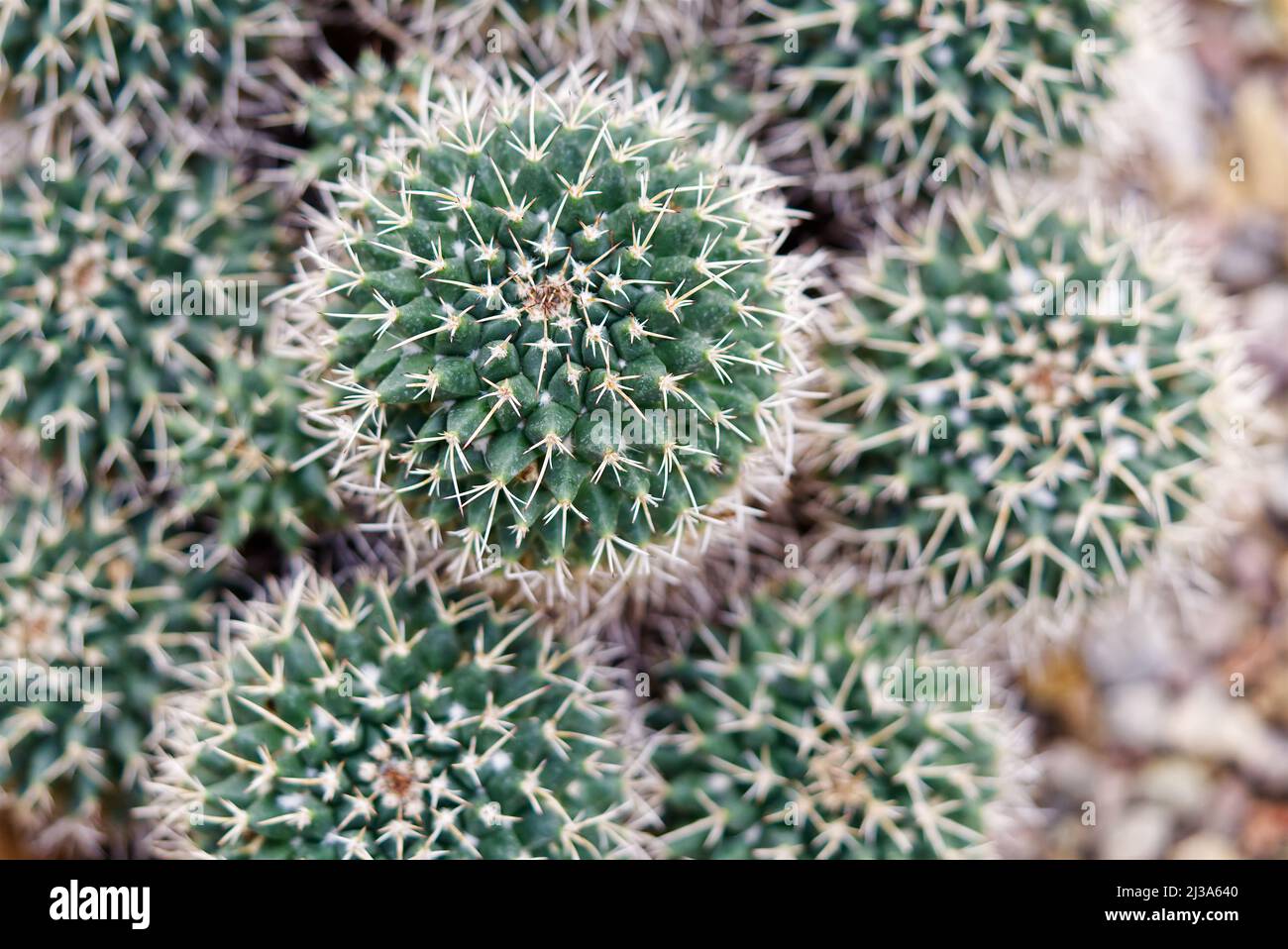 Green Cactus close-up. Close-up tropical cacti plant, pastel color ...