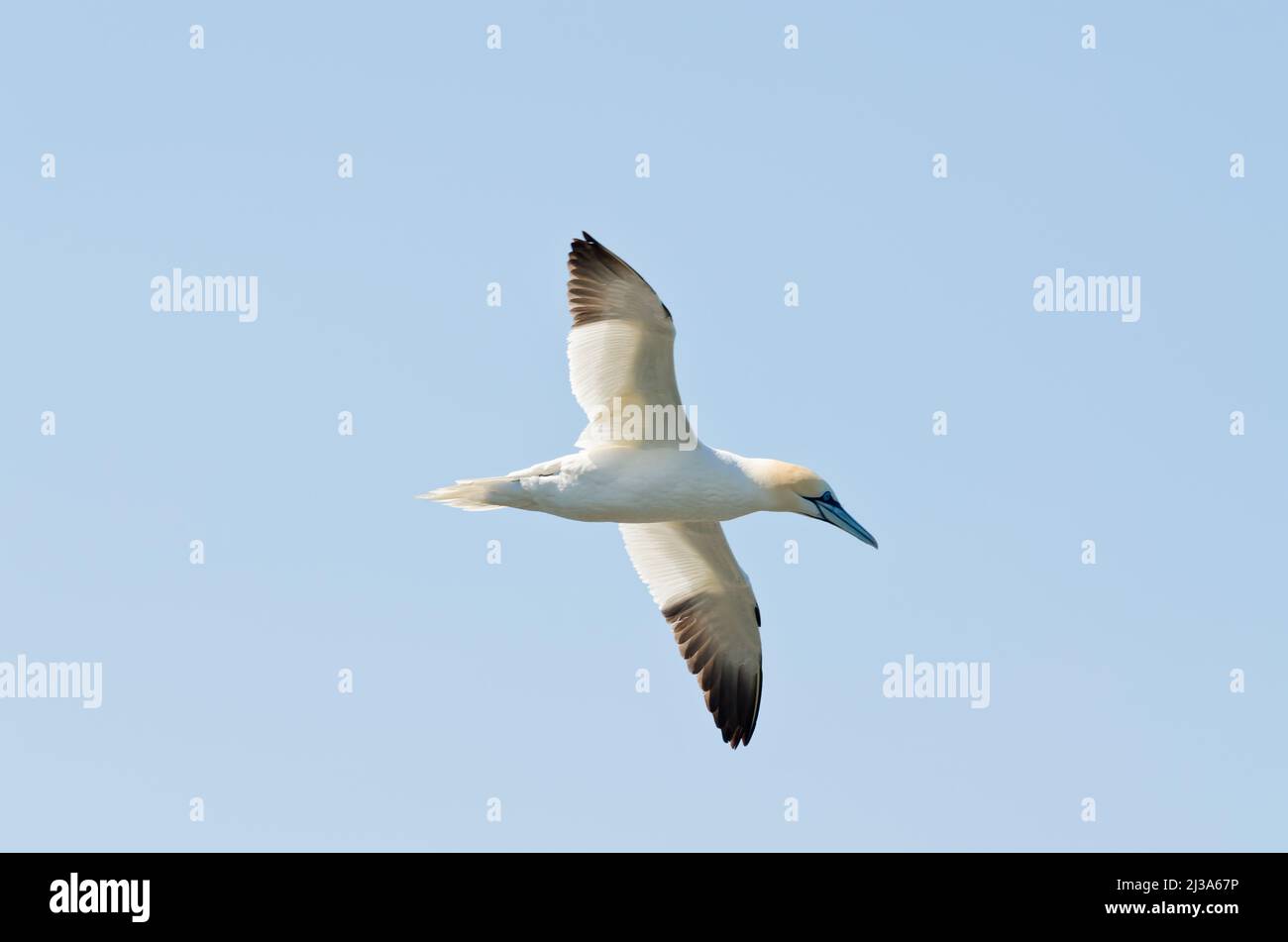 Northern gannet in flight under the sky Stock Photo - Alamy