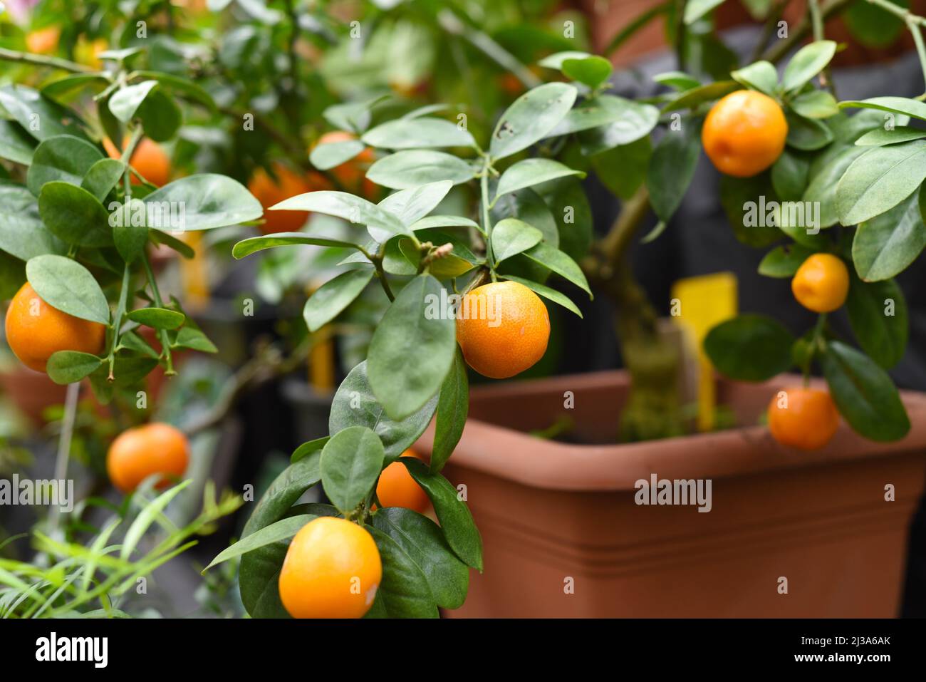 Many Rangpur citrus fruit also known as Indian subcontinent as Sylhet ...