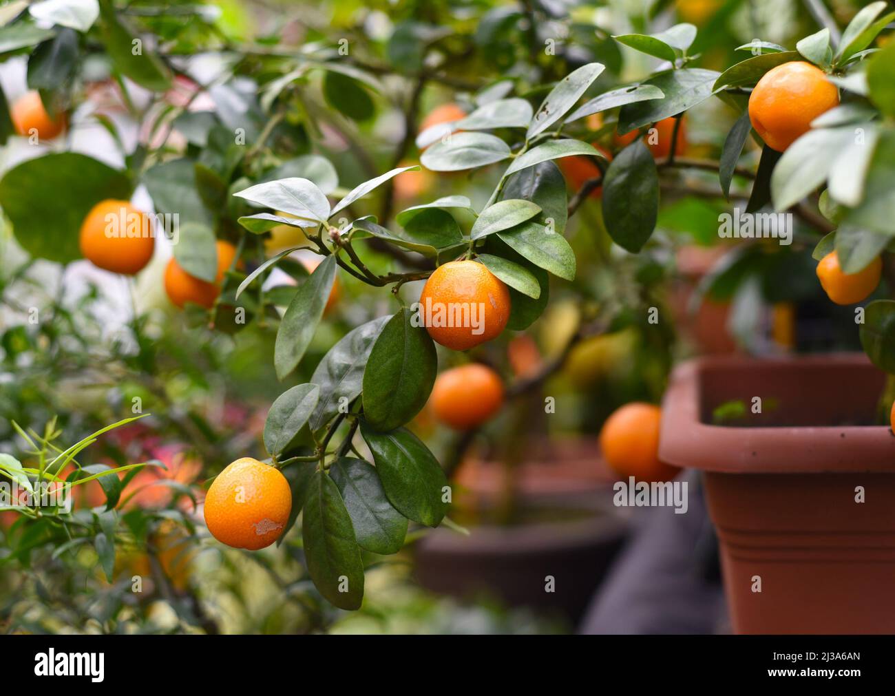Many Rangpur citrus fruit also known as Indian subcontinent as Sylhet ...
