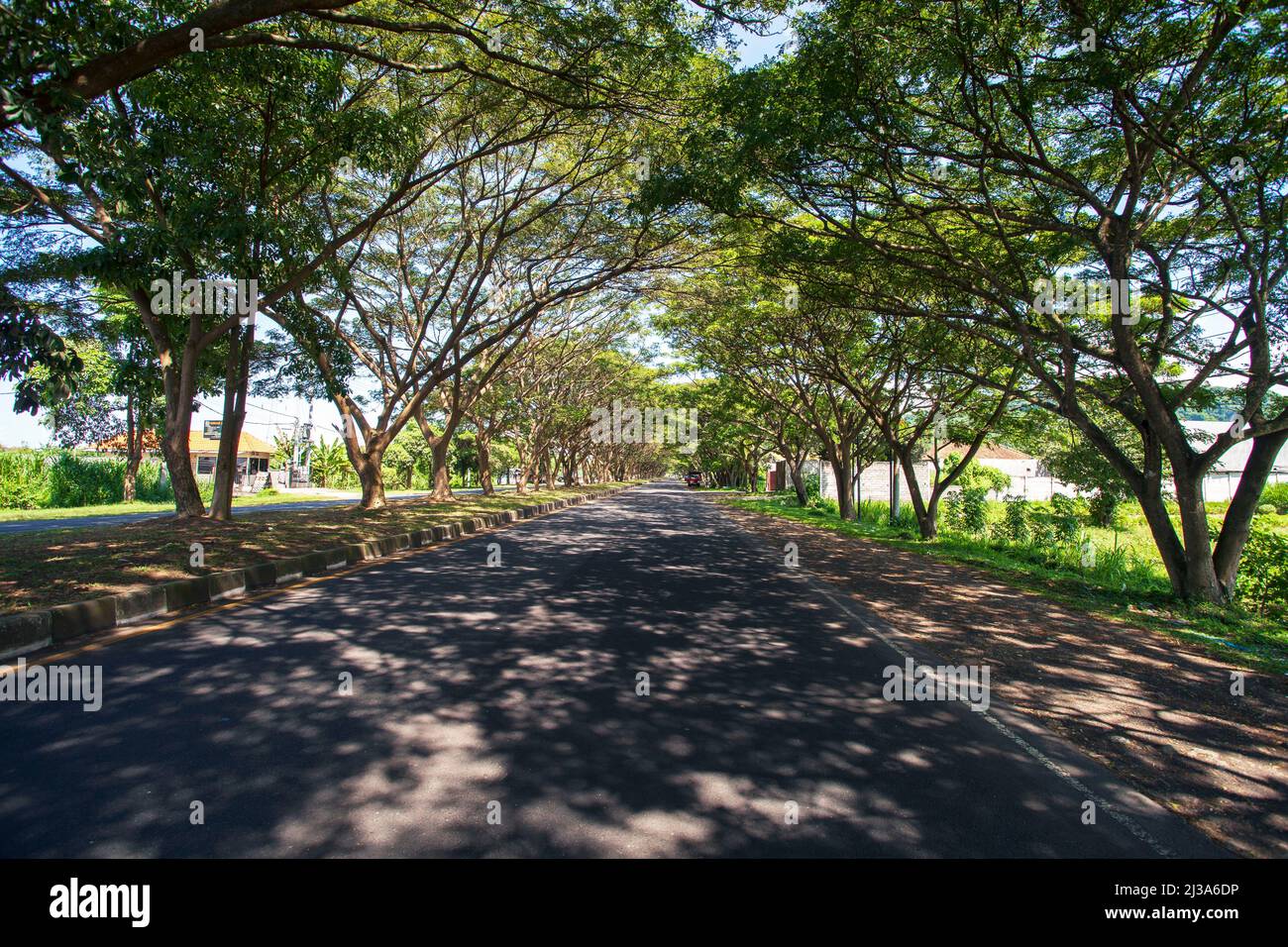 Beautiful natural tunnel of trees at Gunaksa, Dawan in east Bali ...