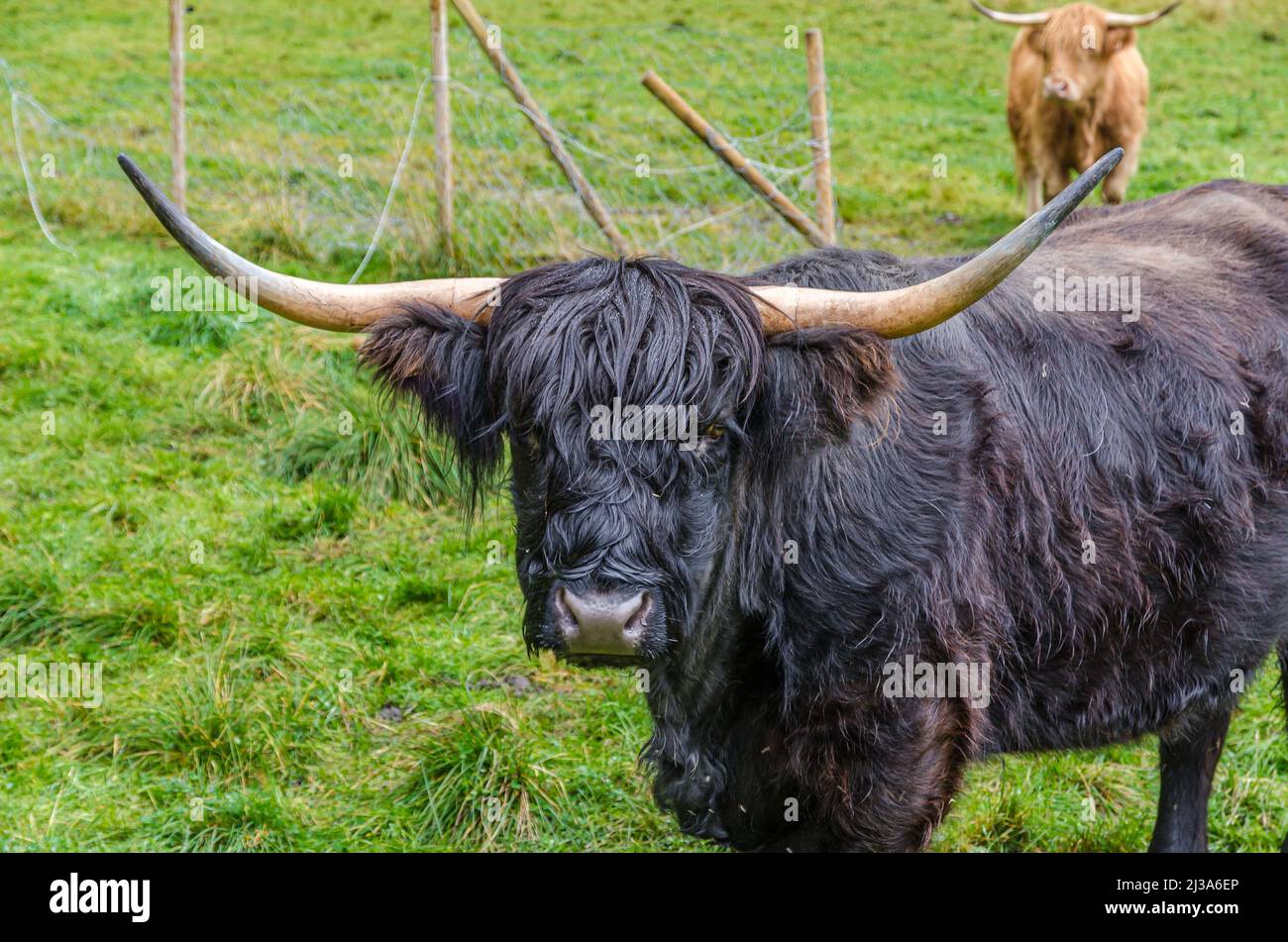Highland cattle in the Norway mountains in fall time Stock Photo - Alamy
