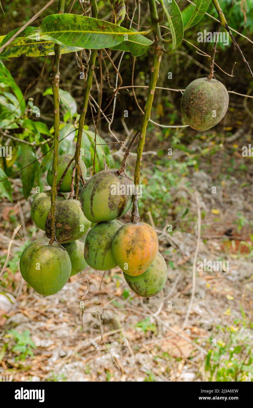 Common mango tree mangifera indica hi-res stock photography and images ...