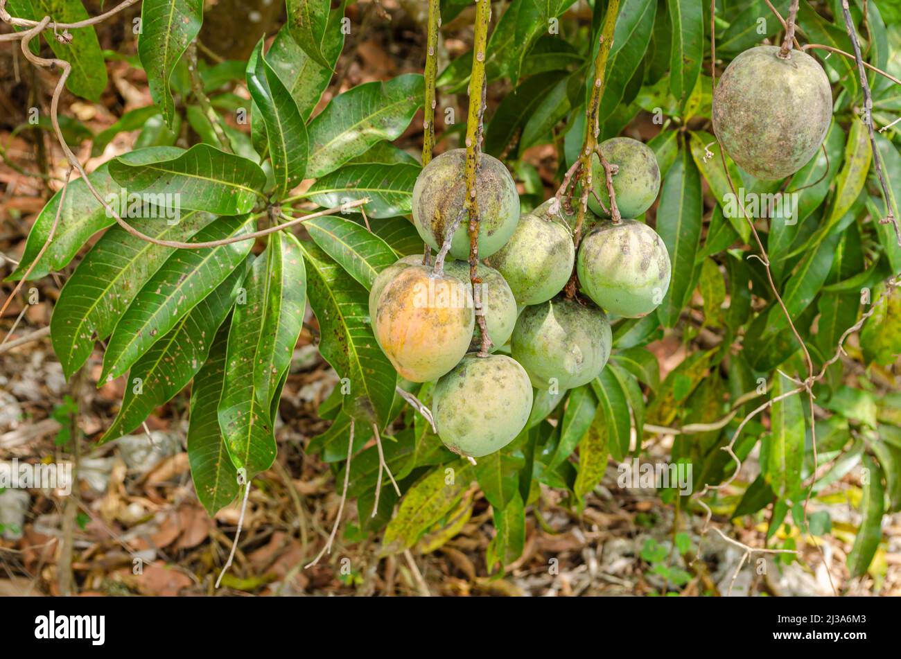 Common Mangoes Outside Stock Photo - Alamy