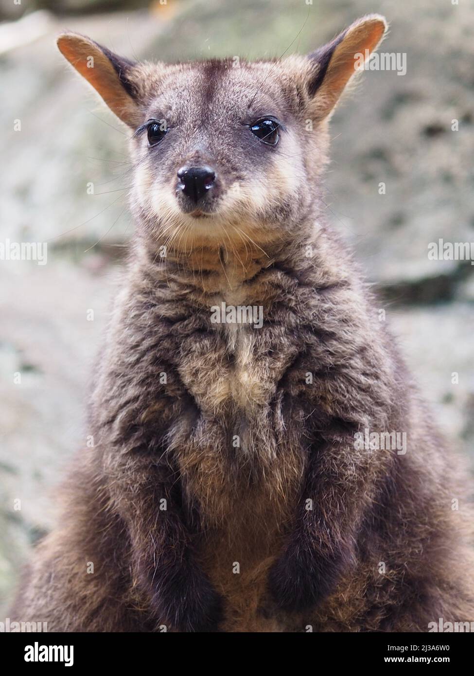 Delightful charismatic Brush-tailed Rock-Wallaby in a happy and ...