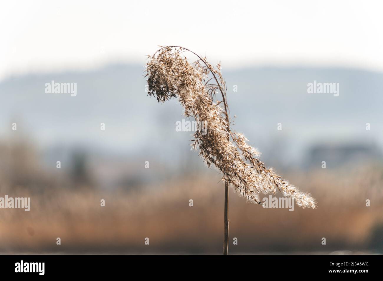 A closeup shot of dried reed grass flower in a field against a blurred ...