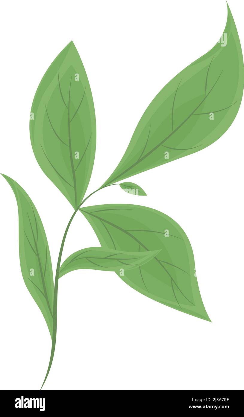 foliage botanical nature Stock Vector Image & Art - Alamy