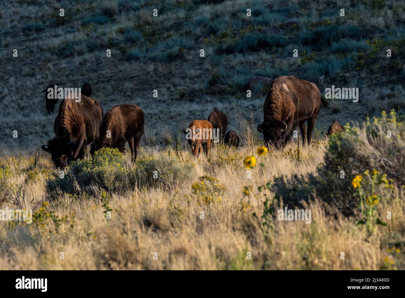 American Bison in the field of Antelope Island State Park, Utah Stock ...