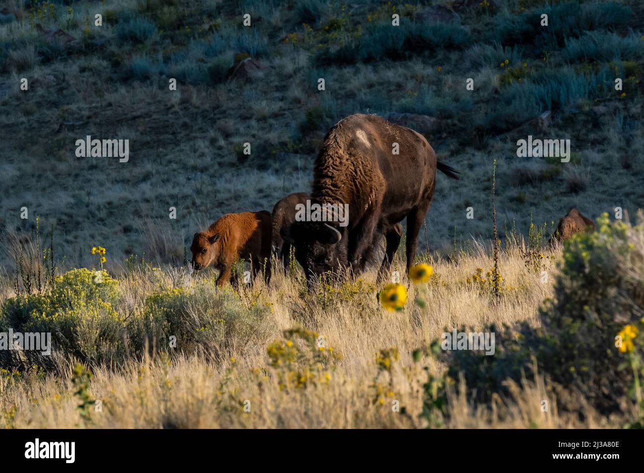 American Bison in the field of Antelope Island State Park, Utah Stock ...