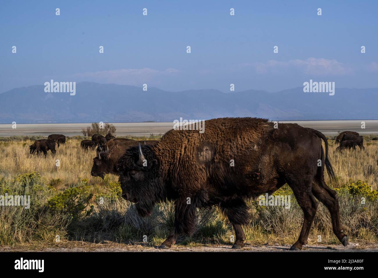 American Bison in the field of Antelope Island State Park, Utah Stock ...