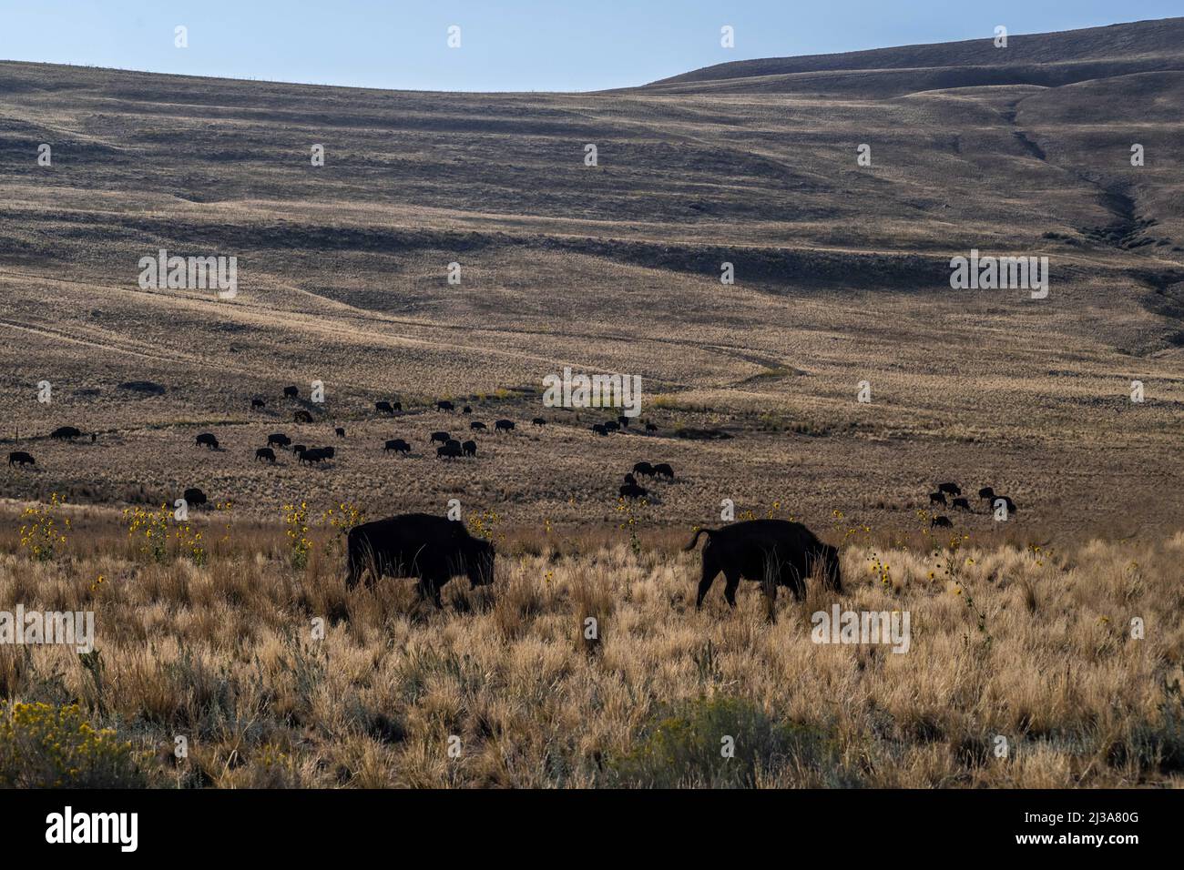 American Bison in the field of Antelope Island State Park, Utah Stock ...