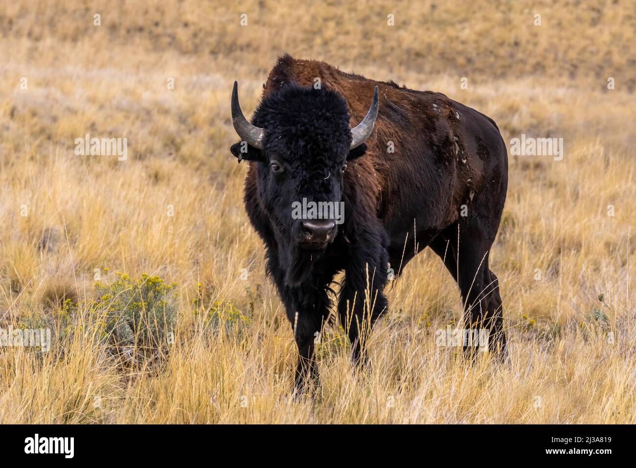American Bison in the field of Antelope Island State Park, Utah Stock ...
