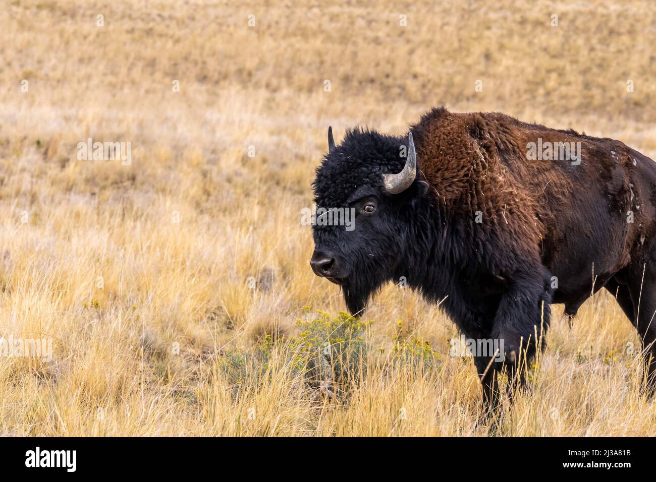 American Bison in the field of Antelope Island State Park, Utah Stock ...