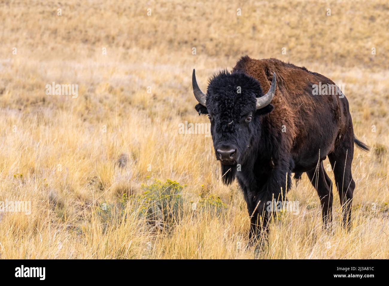 American Bison in the field of Antelope Island State Park, Utah Stock ...